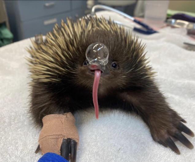 Baby Echidna blowing snout bubbles while its paw is being mended. - 9GAG