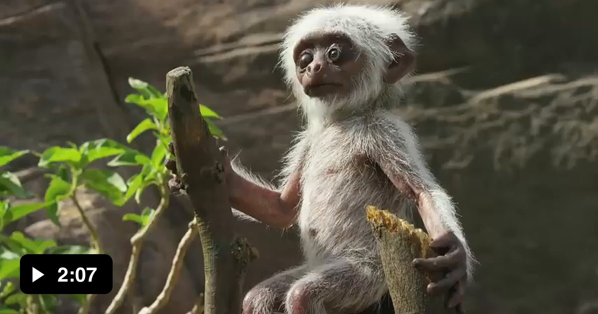 Langur monkeys grieve over fake monkey - 9GAG