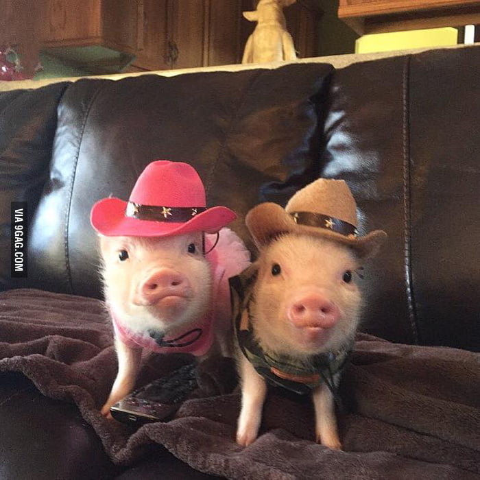 These two would like to say, "Howdy y'all" - 9GAG