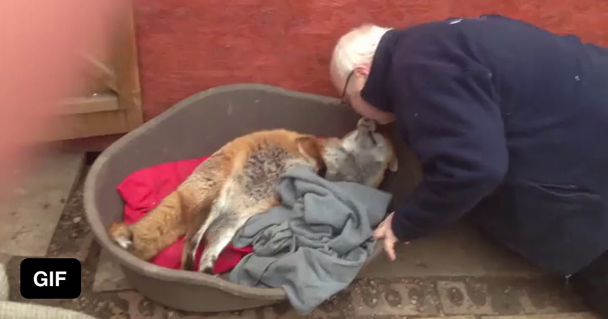 Even red foxes can't resist belly rubs - 9GAG
