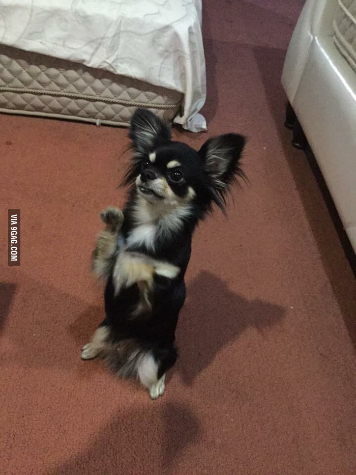 My dog has eyebrows that makes it always angry - 9GAG