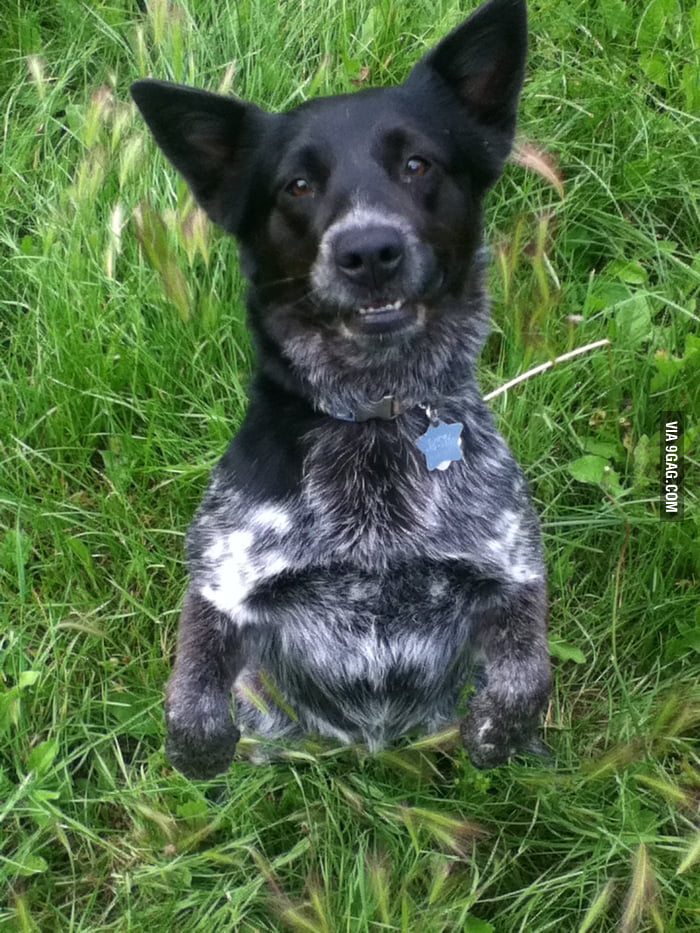 Introducing my perfectly normal dog Sydney. - 9GAG