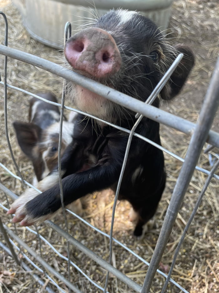 Piglet wanted to say hi! - 9GAG