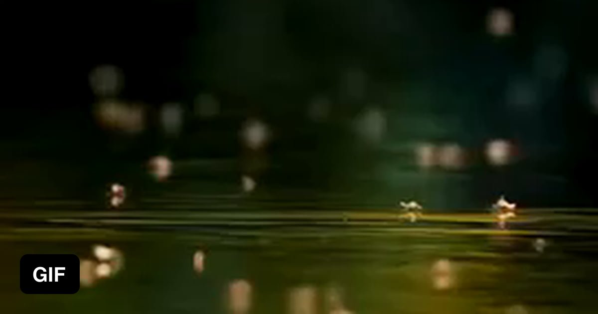 Majestic bagawk - 9GAG