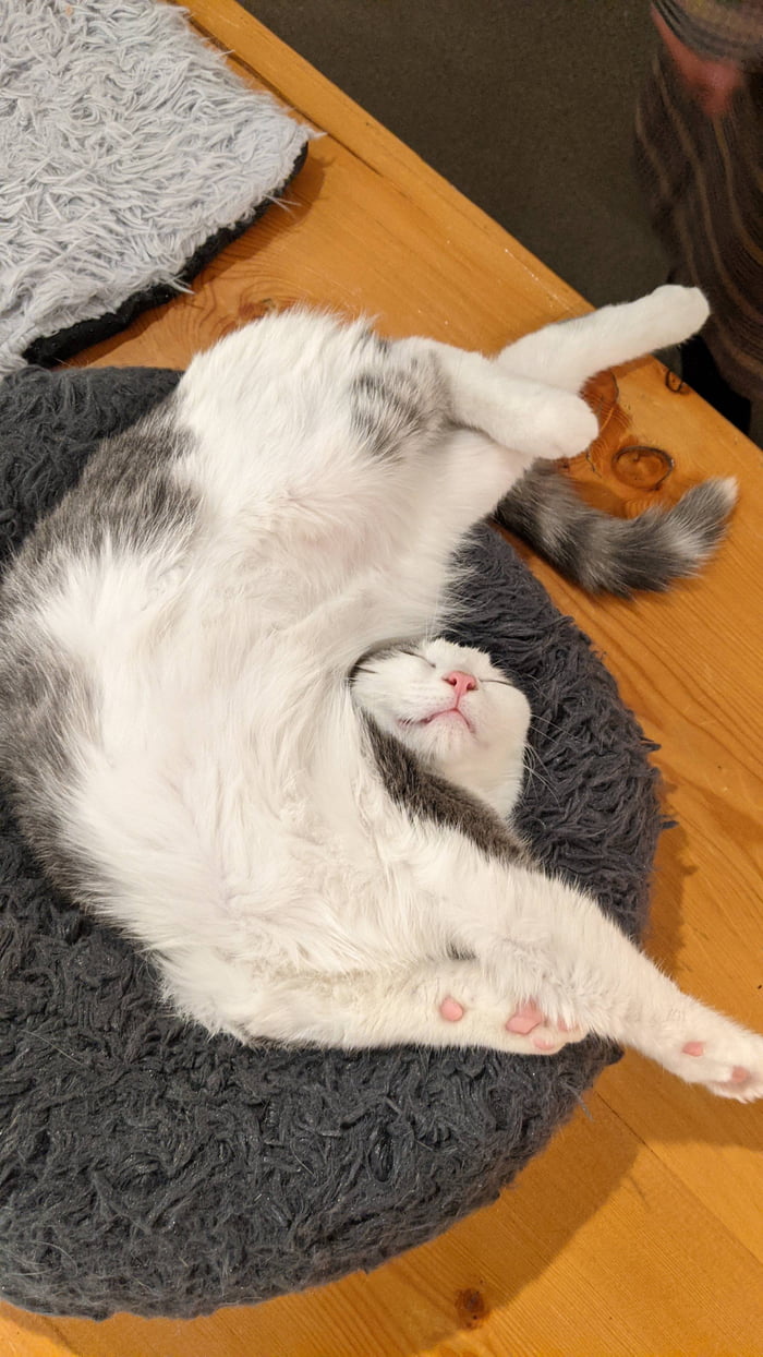 Upward facing cat - 9GAG