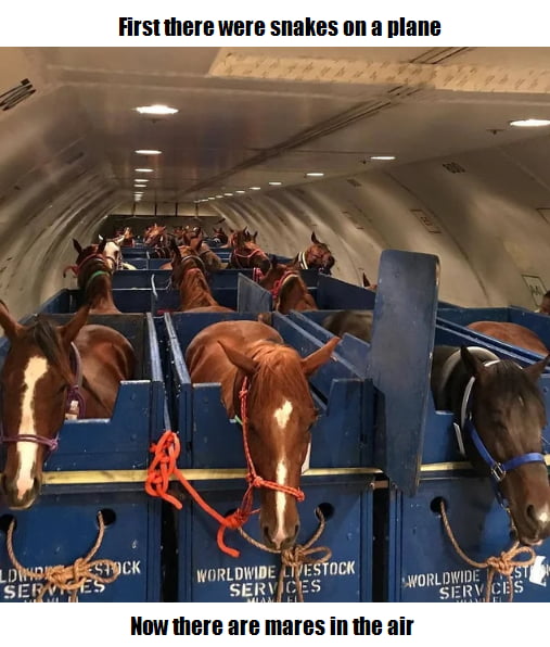 Sequel to Snakes on a Plane - 9GAG