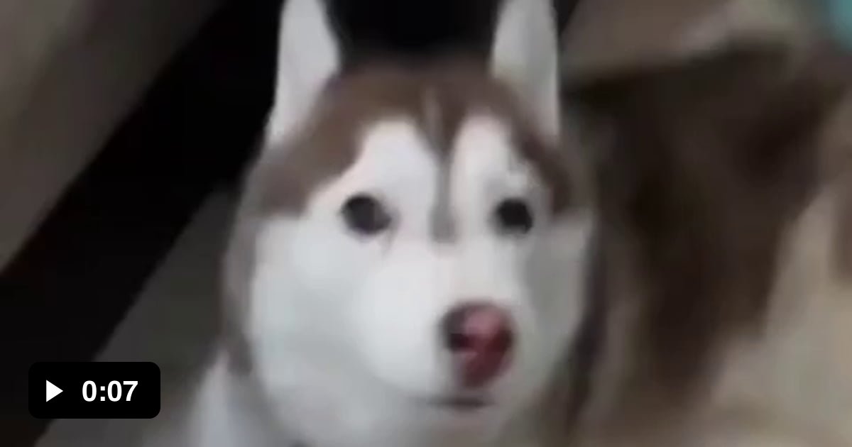 Husky go waa - 9GAG