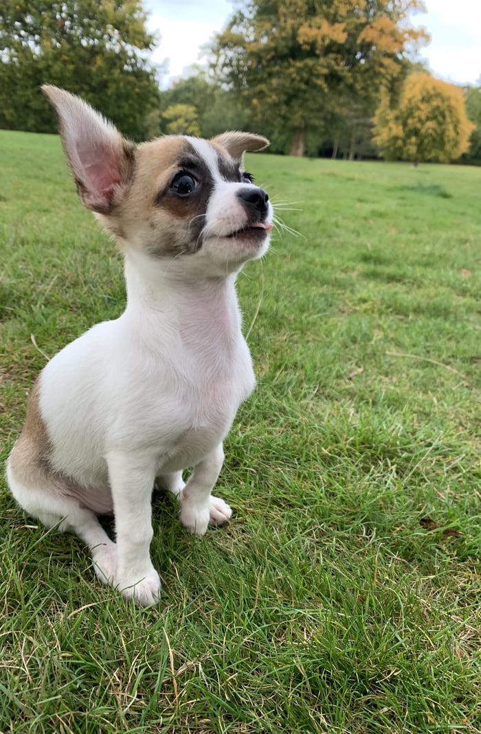 Tiny puppy blep. - 9GAG