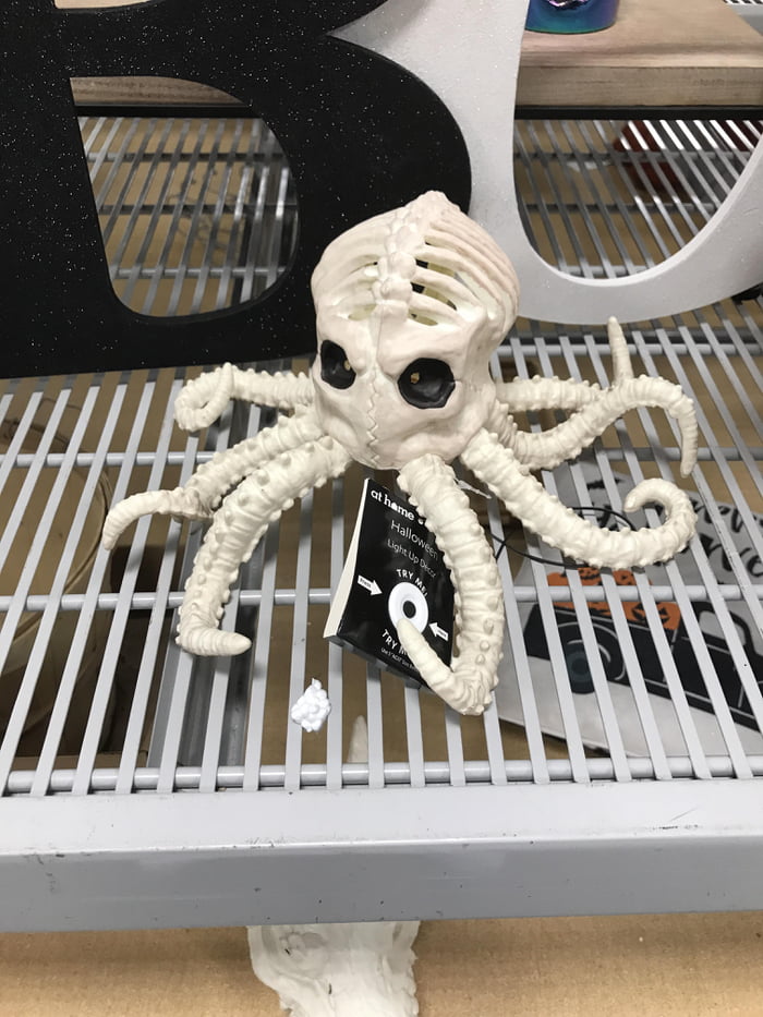 Ah, yes. Octopus skeleton. - 9GAG