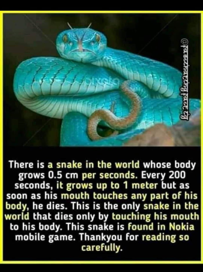 Amazingness Snake - 9GAG
