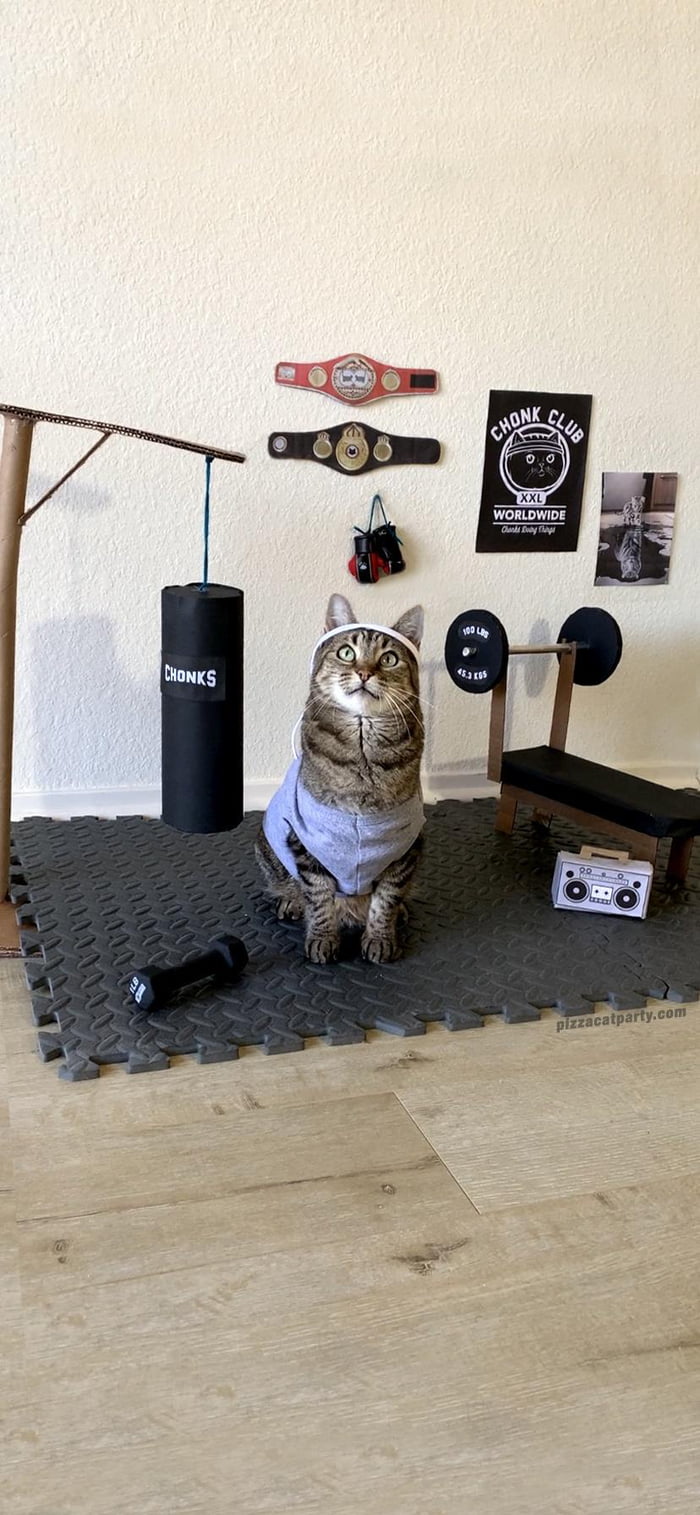 Cat gym - 9GAG