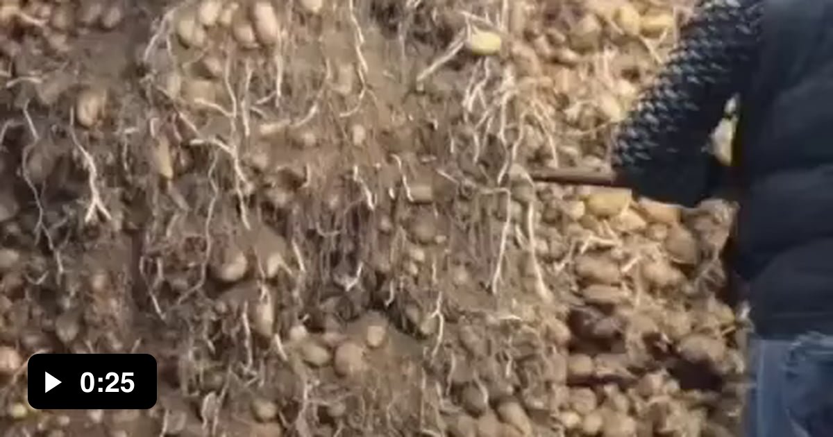 Potato mine - 9GAG
