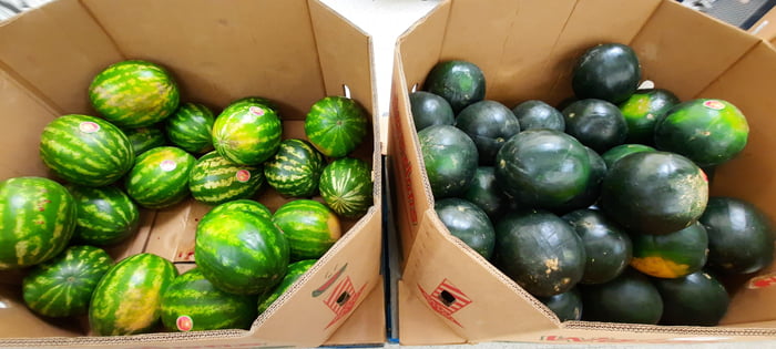 These Watermelons without stripes. - 9GAG