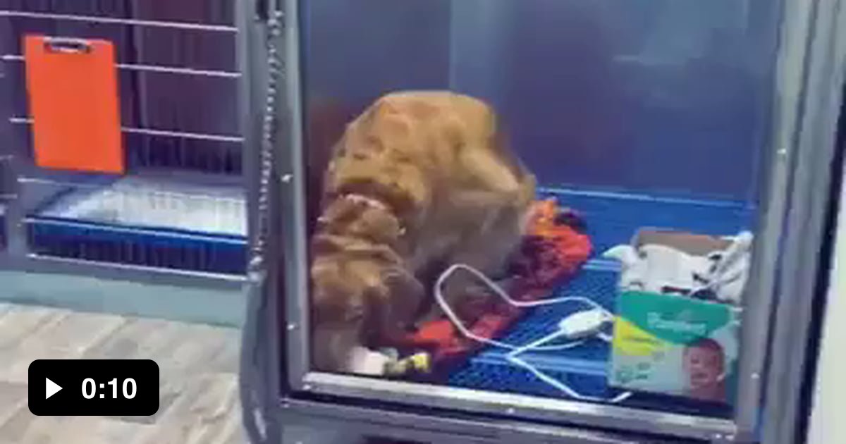 Adopt one get one free - 9GAG