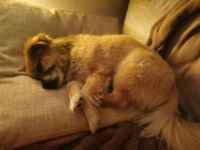 My dog is having Vietnam flashbacks - 9GAG