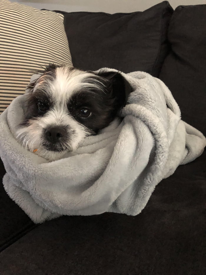 Wrapped up Walter with a bit of Cheeto around his mouth. - 9GAG