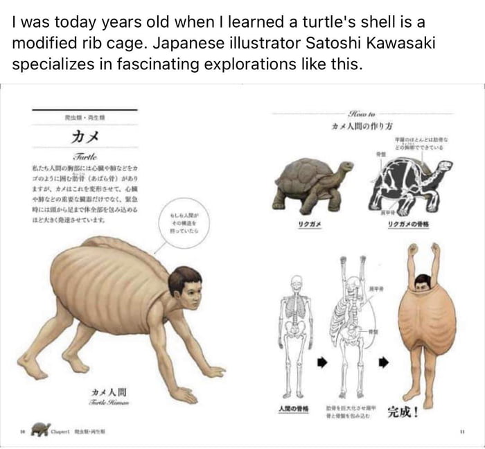 Turtle man is here to haunt your dreams - 9GAG