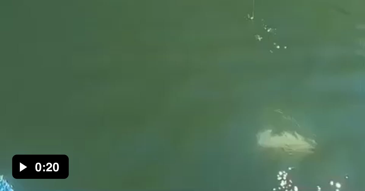 Enter „There is always a bigger fish“-meme - 9GAG