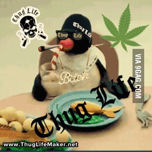 Pingu thug life - 9GAG