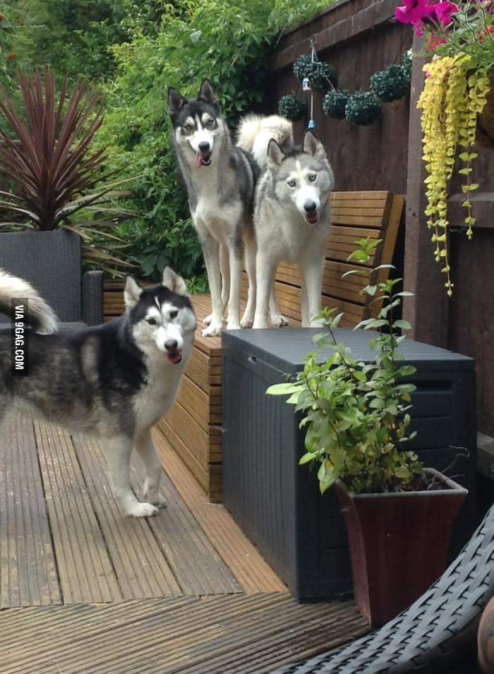 Meett hese 3 crazy huskies - 9GAG