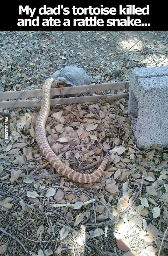 Most bad ass turtle - 9GAG