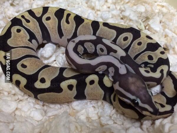 Scaleless ball python - 9GAG