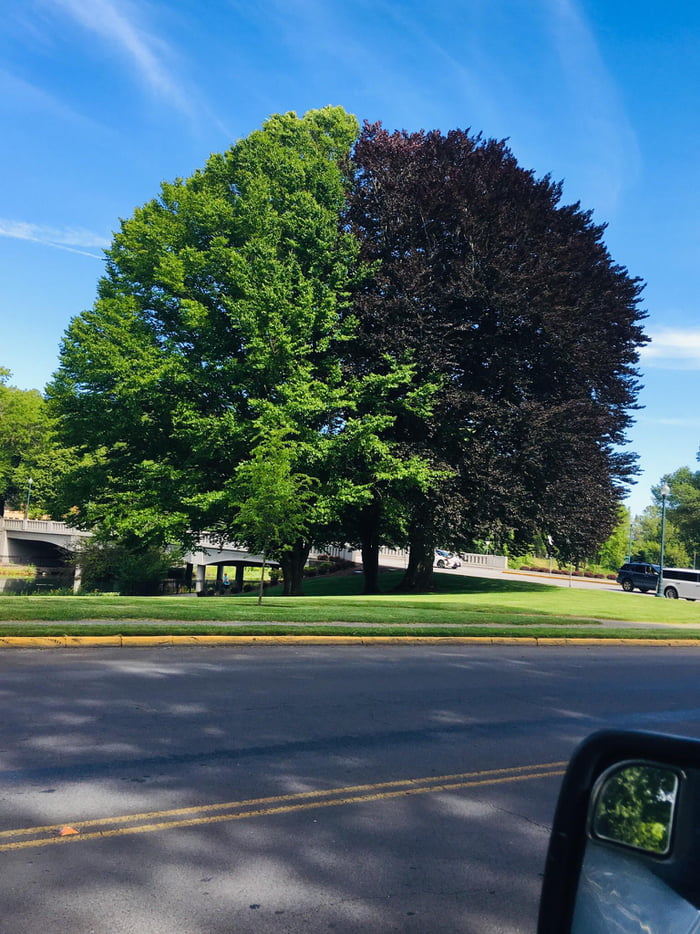 These two Trees grow together to form a perfect two tone tree. - 9GAG