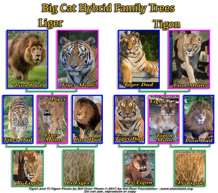 As a follow-up to the Liger post here are the different possibilities ...