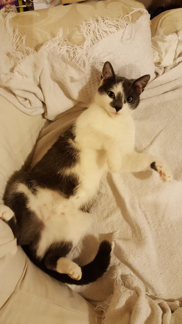 Adorable furry murder machine - 9GAG