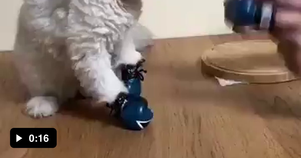 This cat is a fast learner. - 9GAG