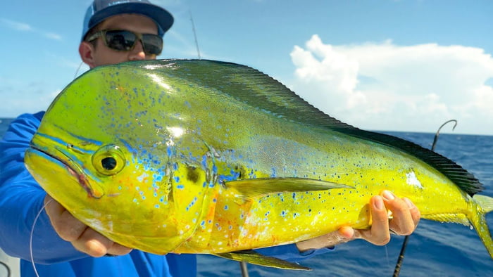 Colorful Mahi Mahi caught off the Florida Keys - 9GAG