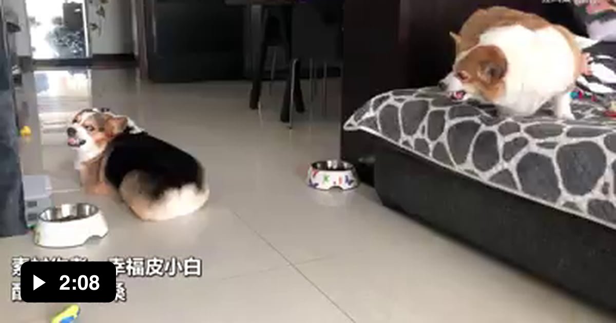 Ching Chong Dog (Someone can help translate?) - 9GAG