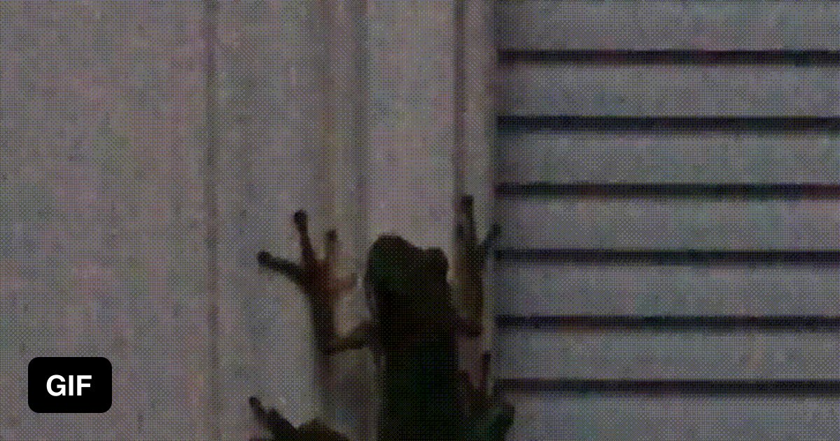 When a frog eats a firefly - 9GAG