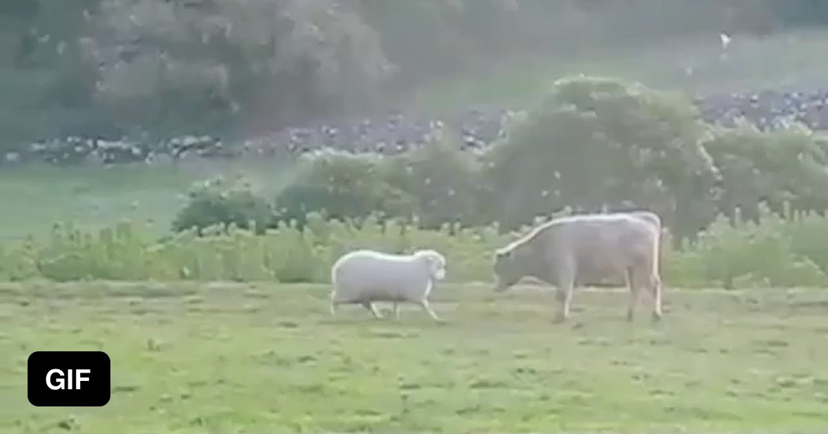 Sheep vs cow - 9GAG