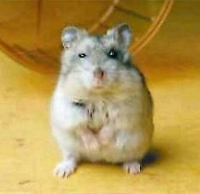 Idk what u are doing, but skeptical Hamster knows, you doing it wrong - 9GAG