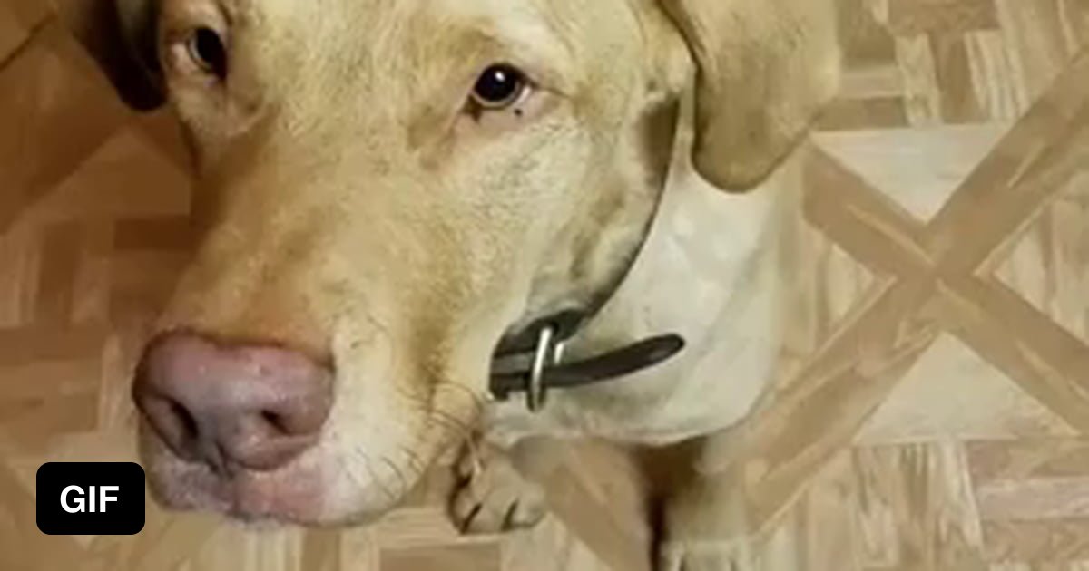 Moar CHEESE !!! - 9GAG