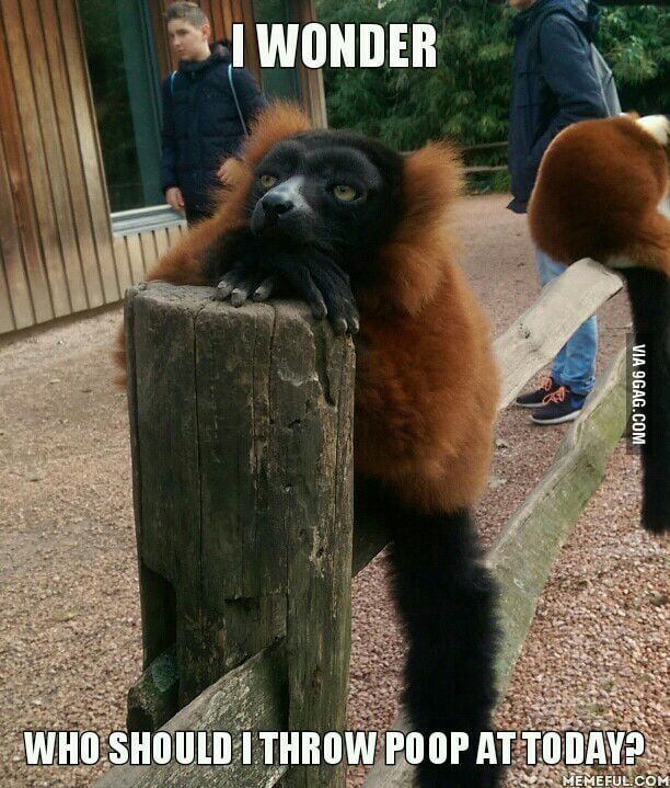 Philosophical Monkey - 9GAG