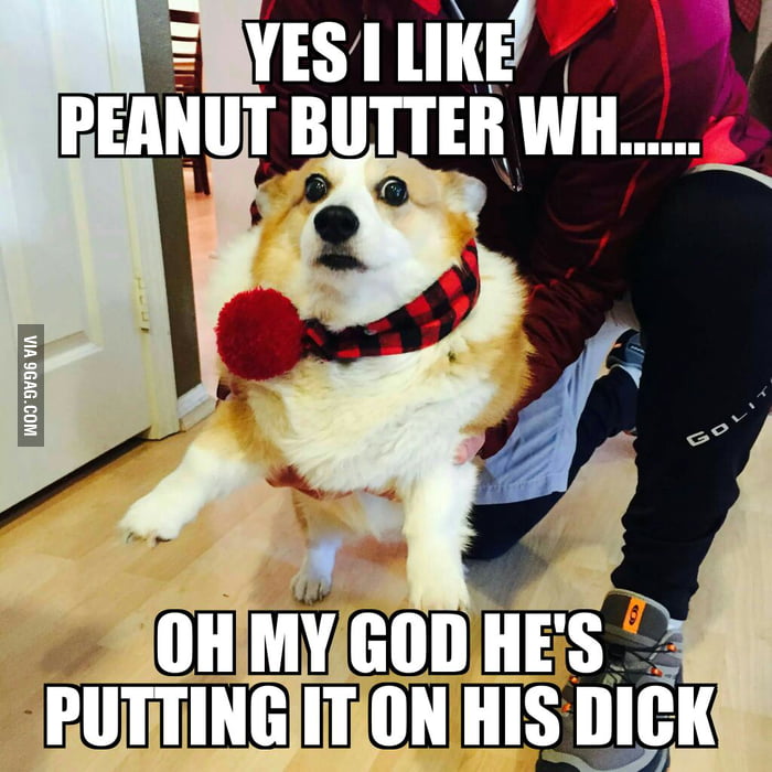 Introducing shocked corgi - 9GAG