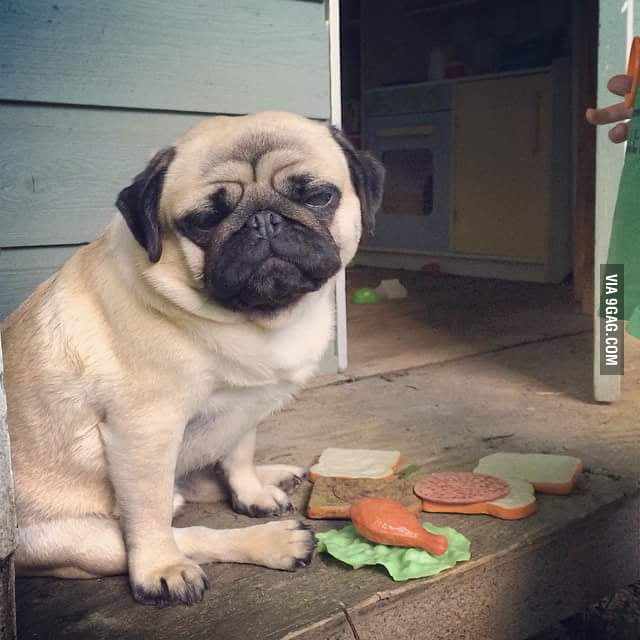 This dog is not amused by the kid's offer of "lunch." - 9GAG