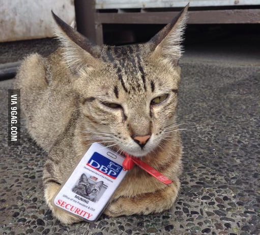 Muning, an official cat security - 9GAG