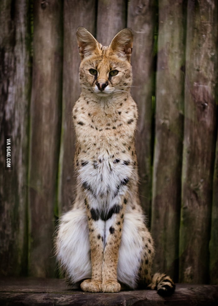 Tall Serval - 9GAG