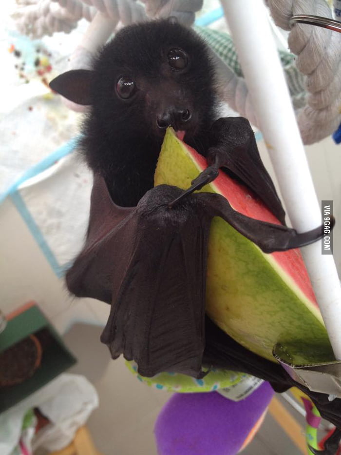 This adorable bat - 9GAG