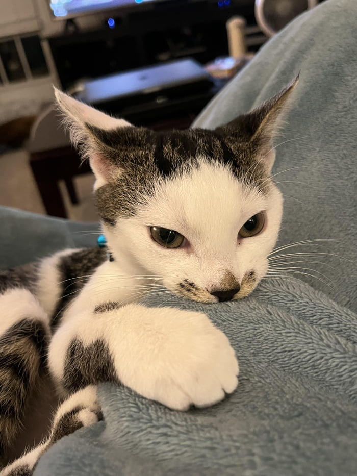 A Continuation of Tink. Now a fierce huntress of blankets. - 9GAG