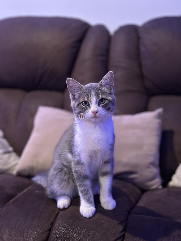 A little wild but super cute. I would like to keep him but I'm not sure ...