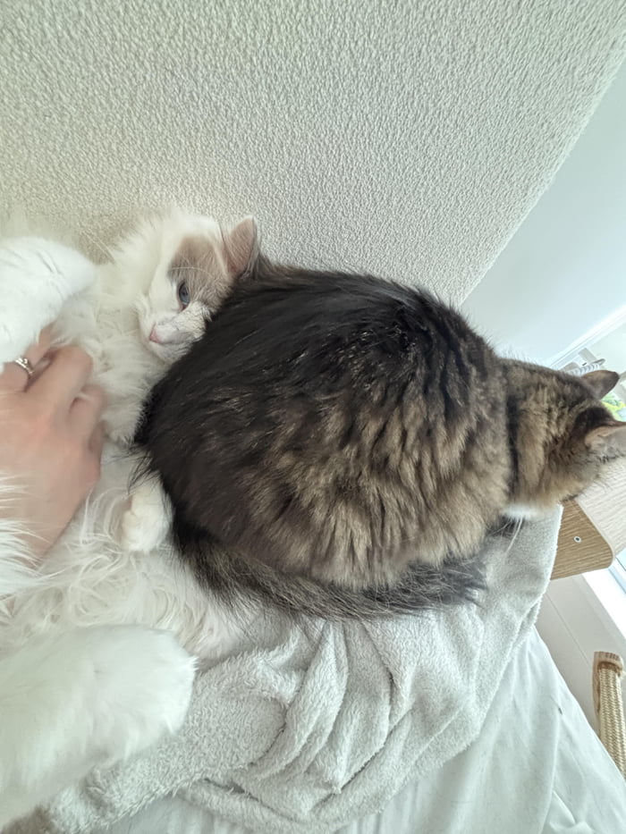 Of a cat butt - 9GAG