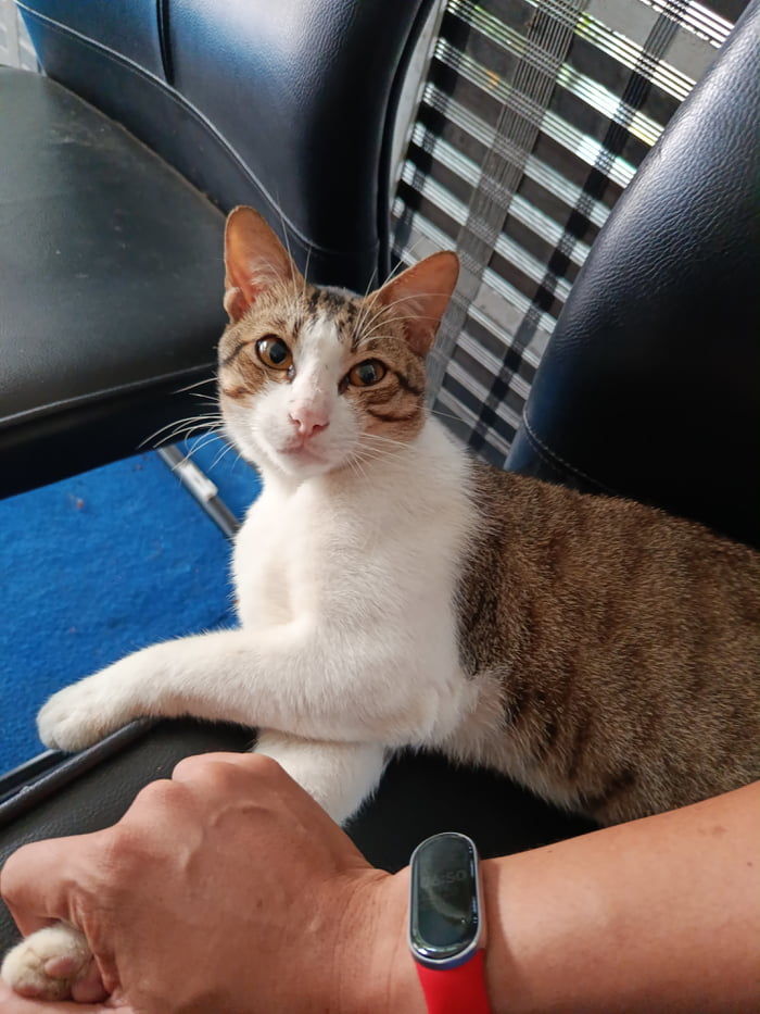 Meet Jonathan, he's here since he was a smol kitten. Everyone really cares for him here, so ...