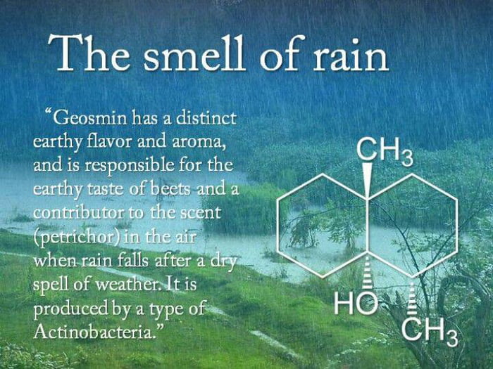Geosmin: The Compound Responsible for the Smell of Rain - 9GAG