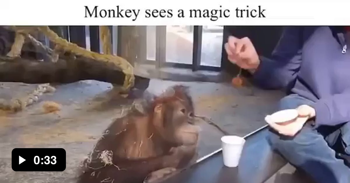 Monkey's reaction to magic trick is priceless - 9GAG