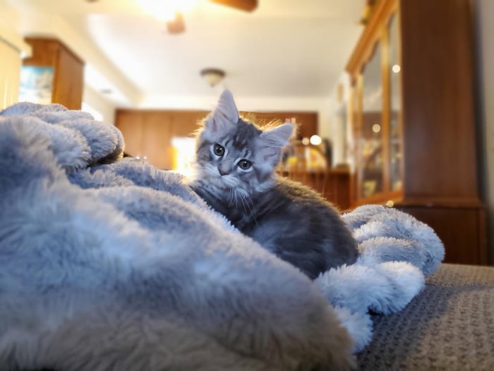 She turned me into a cat person. This is Stormy - 9GAG