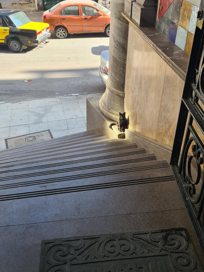 Cat with a quest - 9GAG